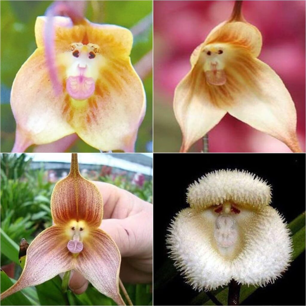 Echte Blumen Mit Katzengesicht