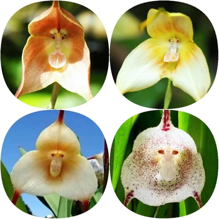 Echte Blumen Mit Katzengesicht