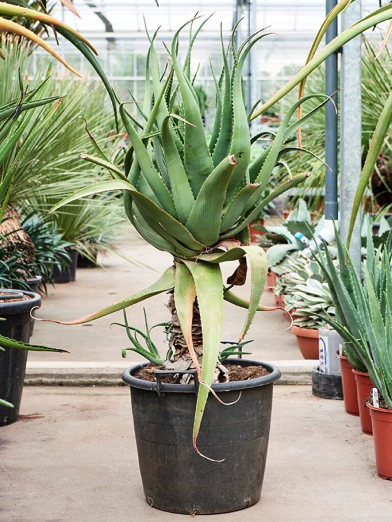 Aloe Ferox: Winterhart? Pflege, Vorteile & Vergleich Mit Aloe Vera ...