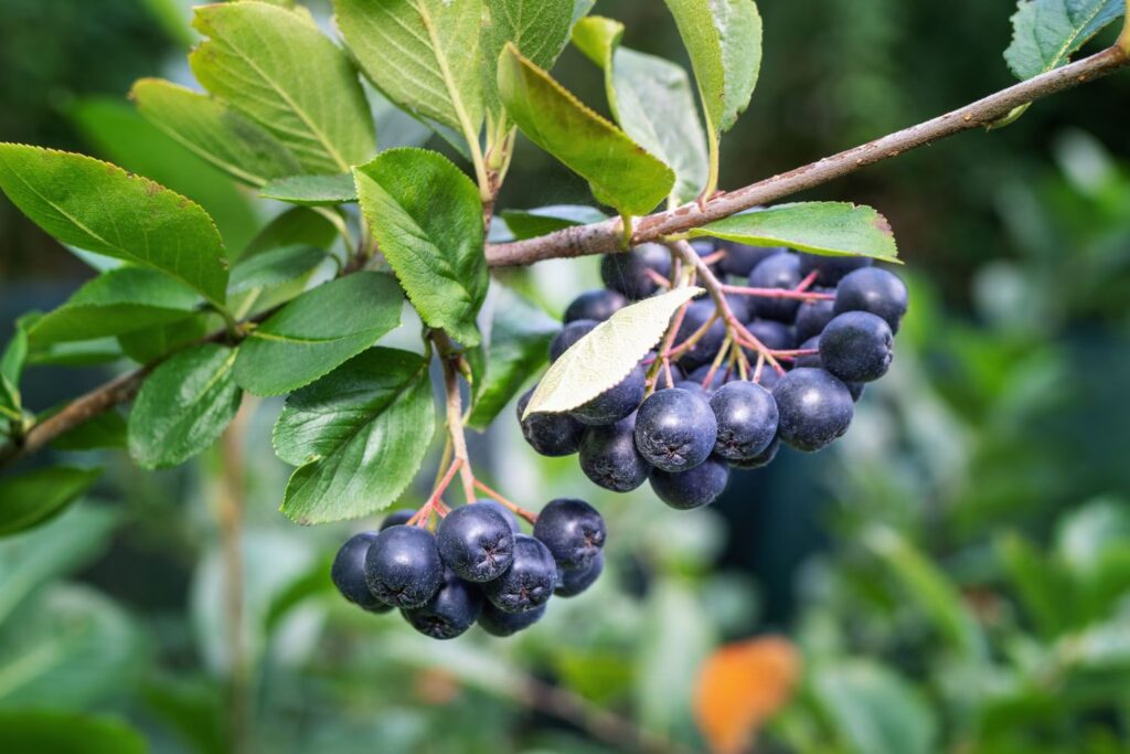 Wann Sind Aroniabeeren Reif