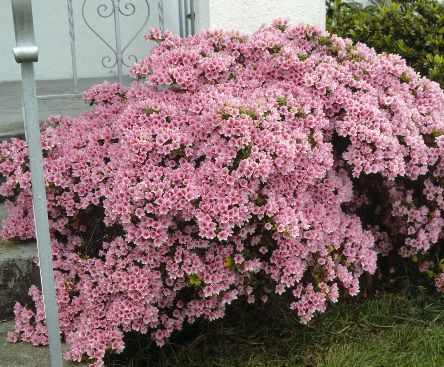 Azaleen Im Herbst Pflanzen: Farbenpracht Im Frühling Sichern ...