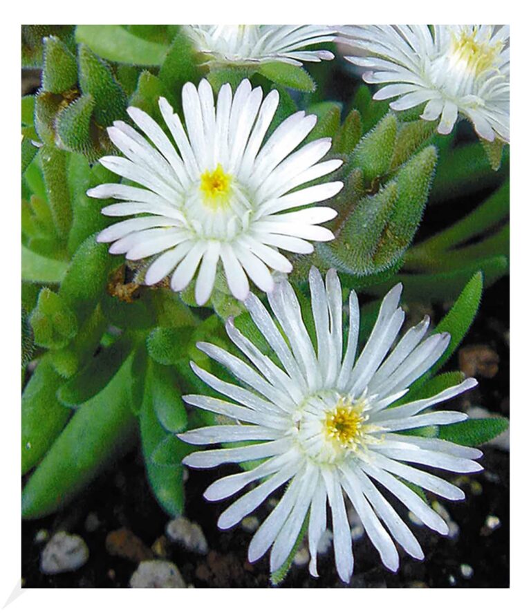Eisblumen Pflegen: So Blühen Sie üppig | Floristik Haenni