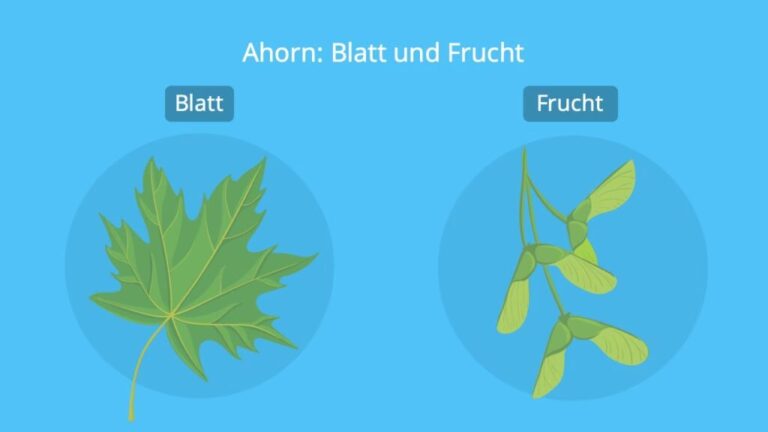 Ahornbaum Erkennen & Klimaresistente Arten Für Städte | Floristik Haenni