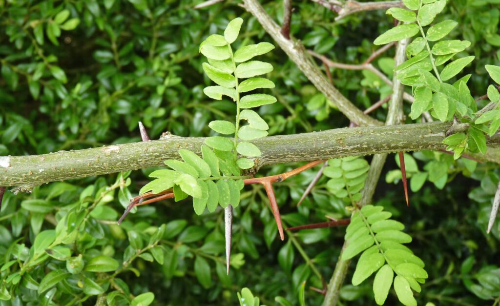 Laubbäume Mit Stacheln: Eine Übersicht | Floristik Haenni