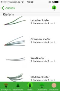 Der Aufbau Eines Nadelbaums: Ein Umfassender Leitfaden | Floristik Haenni