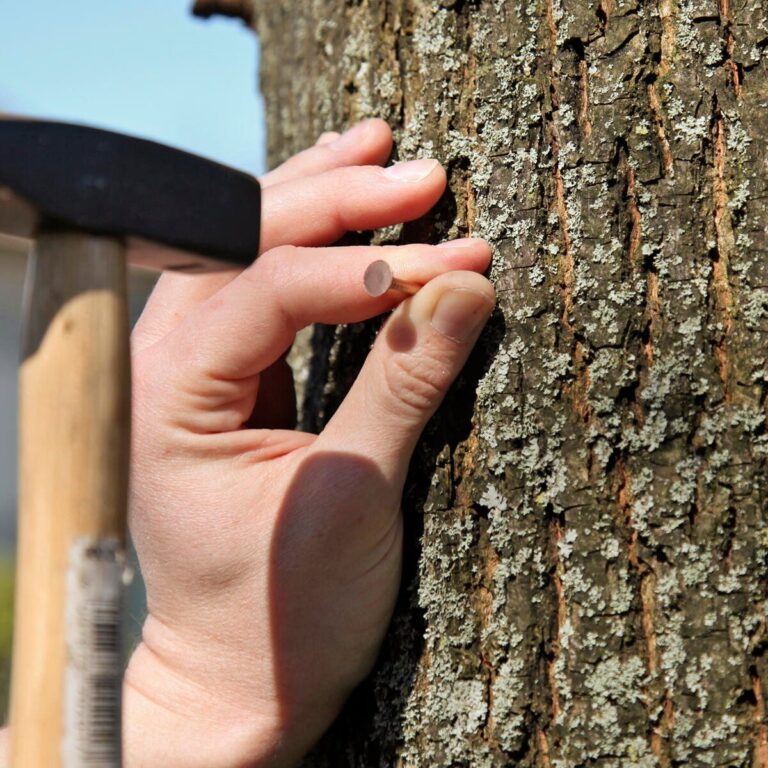 Baum Zum Absterben Bringen
