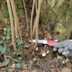 Triebe Am Apfelbaum: Fruchtholz Verstehen | Floristik Haenni