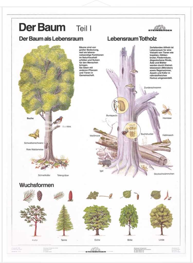 Baumfamilien: Vielfalt Und Bedeutung Im Überblick | Floristik Haenni