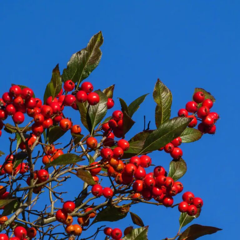 Winterharte Pflanzen Mit Roten Beeren Für Kübel | Floristik Haenni