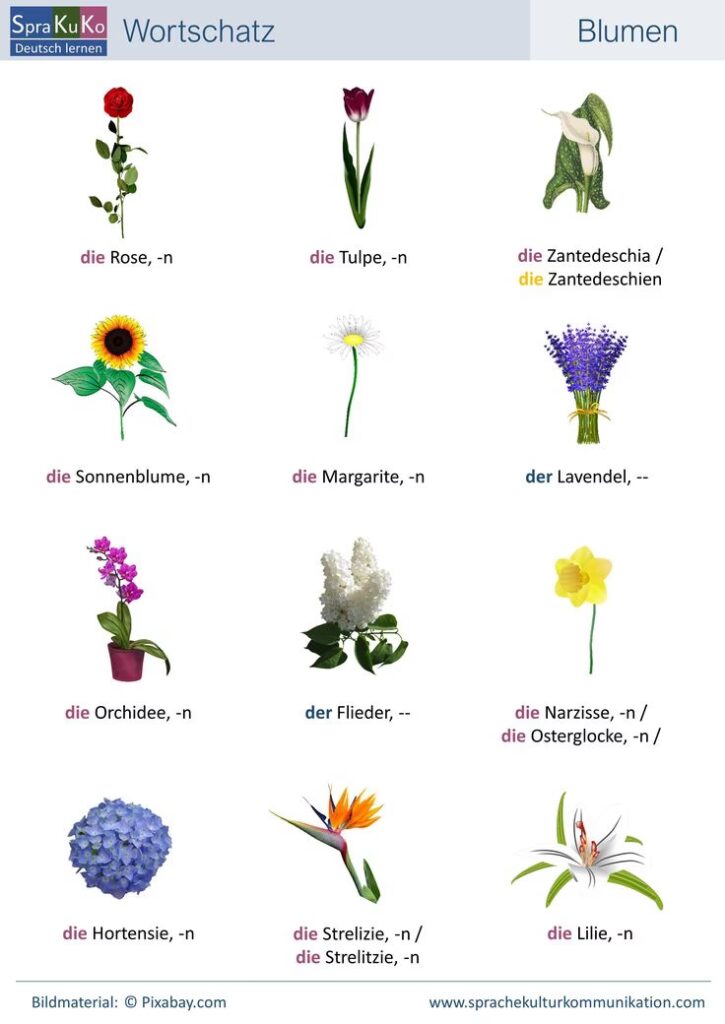 Blumen: Wortart, Bedeutung Und Vielfalt | Floristik Haenni
