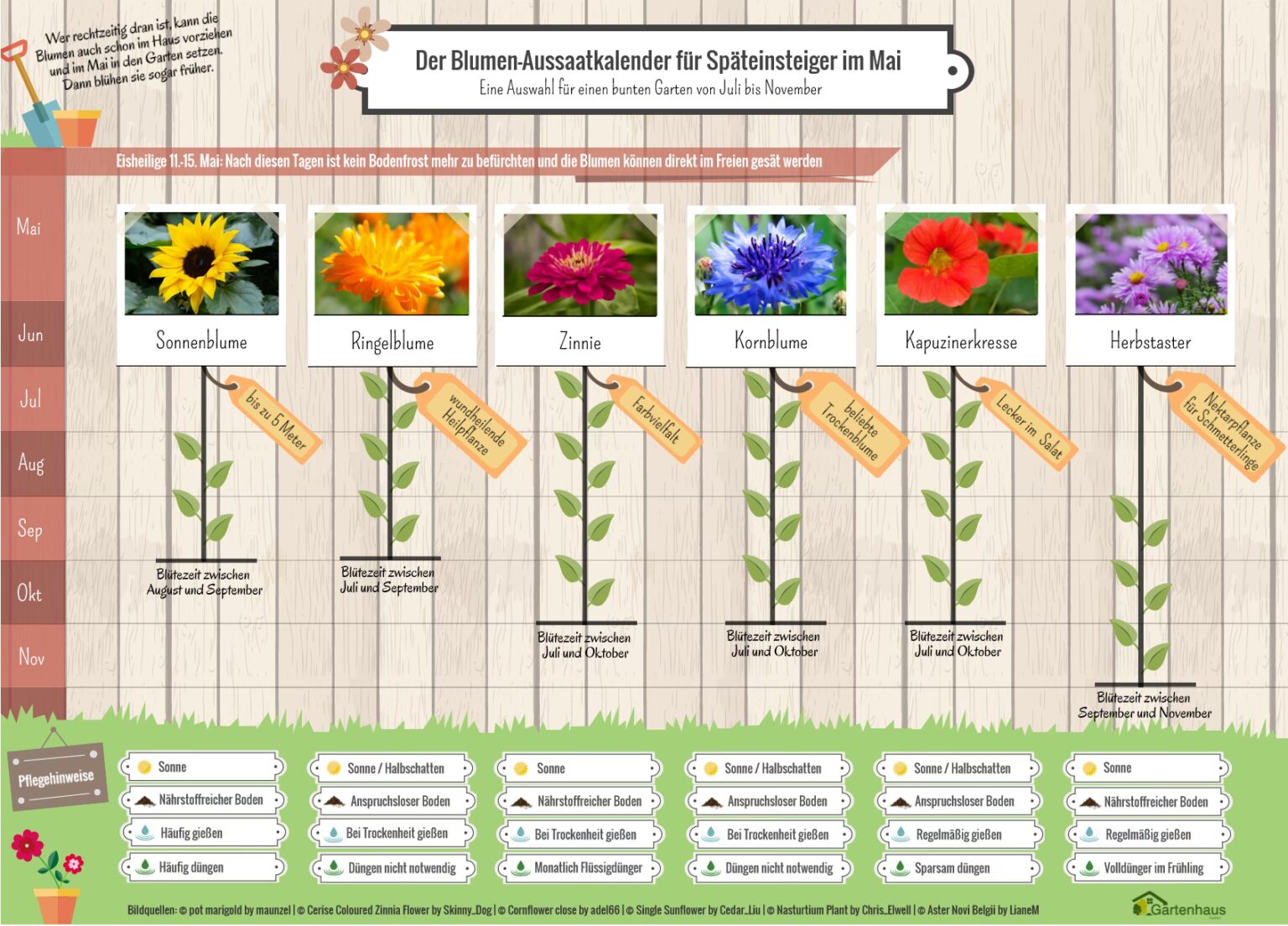 Blumensamen Richtig Säen: Tipps Für Anfänger | Floristik Haenni