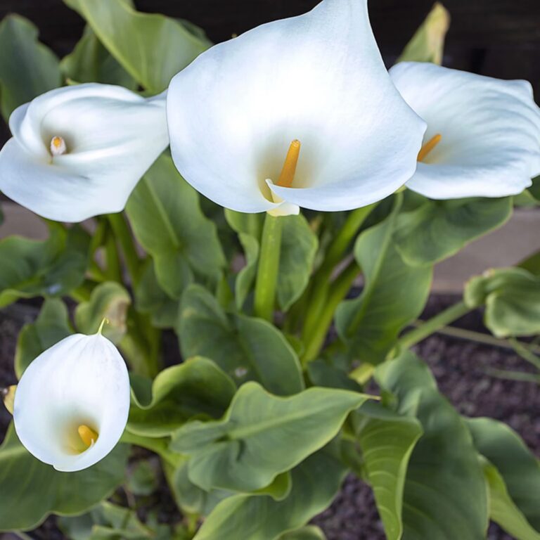 Pflege Der Calla Blume