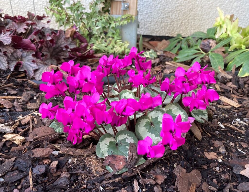 Cyclamen Coum: Wann Ist Die Beste Pflanzzeit? | Floristik Haenni