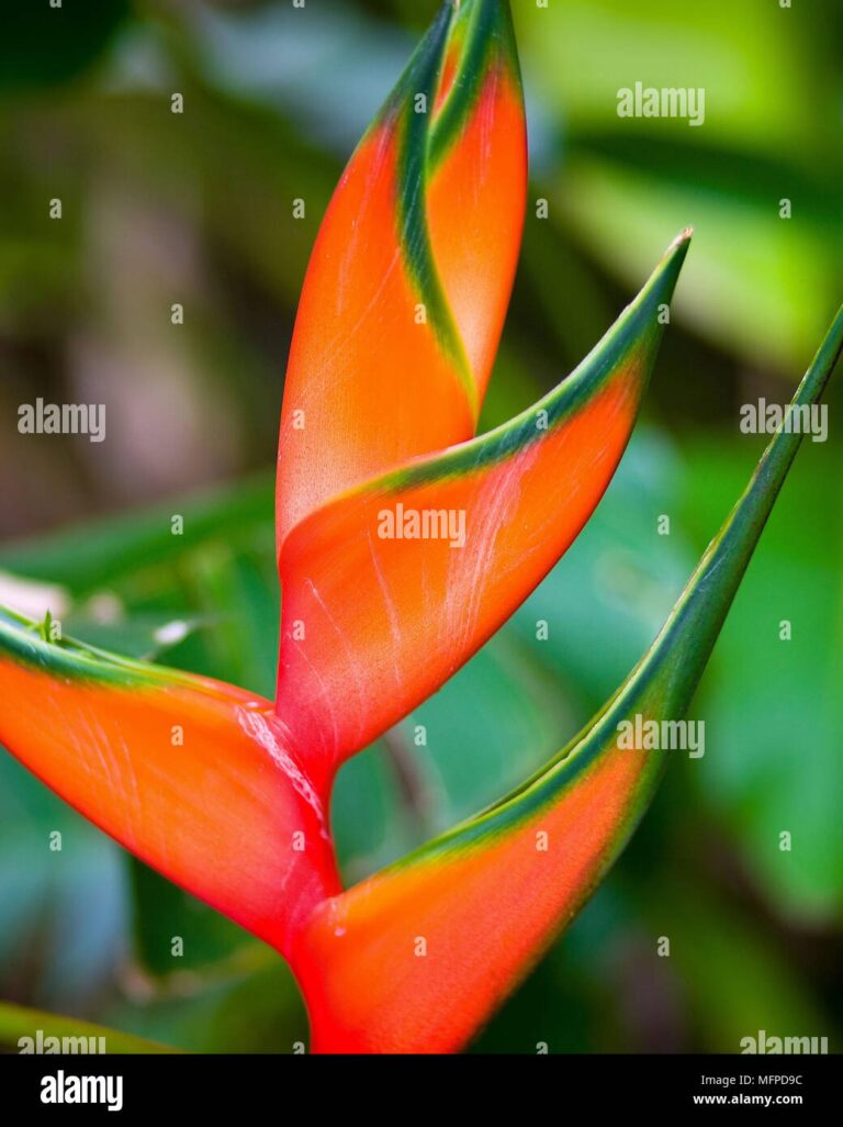 Exotische Blumen: Namen & Wissenswertes | Floristik Haenni