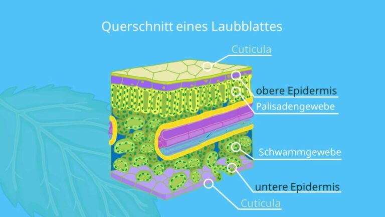 Die Epidermis Der Pflanzen: Funktion Und Bedeutung | Floristik Haenni
