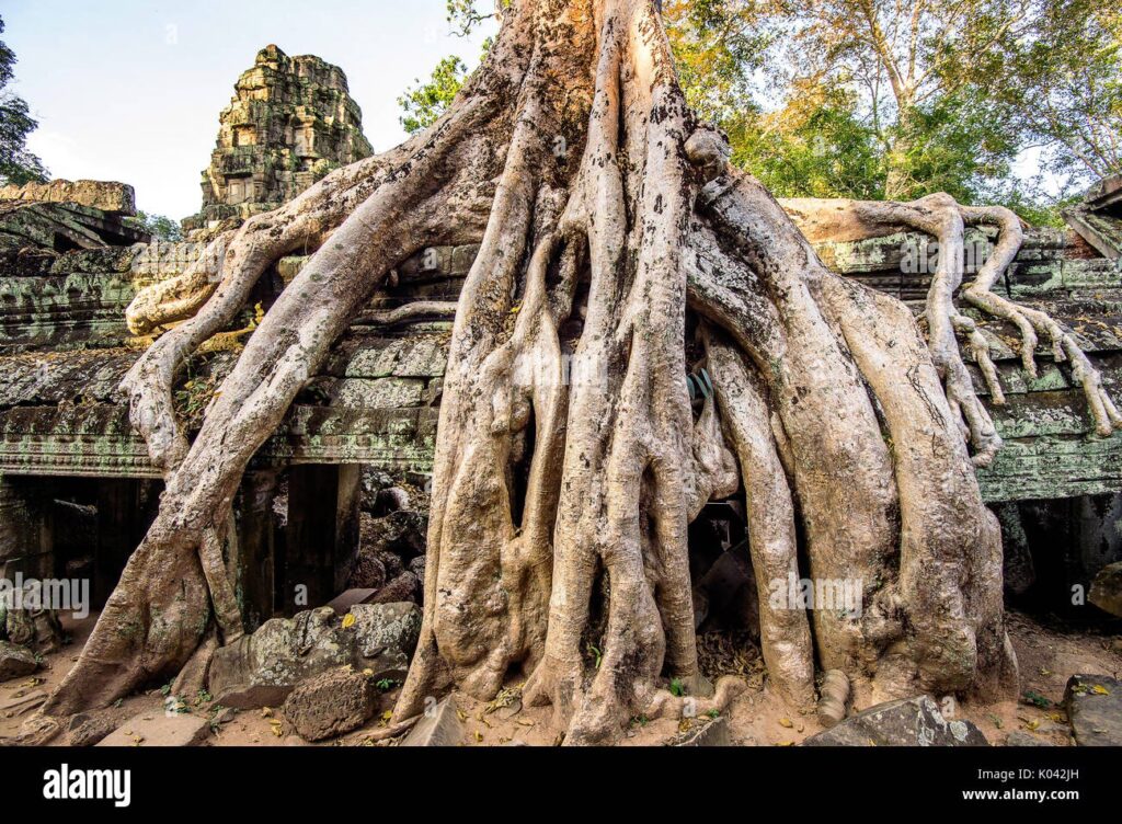 Angkor Wat: Filmkulisse & Weltwunder Kambodschas | Floristik Haenni