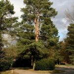 Kiefern: Vielfalt, Pflege & Schöne Arten Für Ihren Garten | Floristik ...