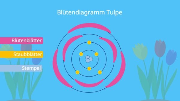Blütenformel Der Tulpe: Einfach Erklärt | Floristik Haenni
