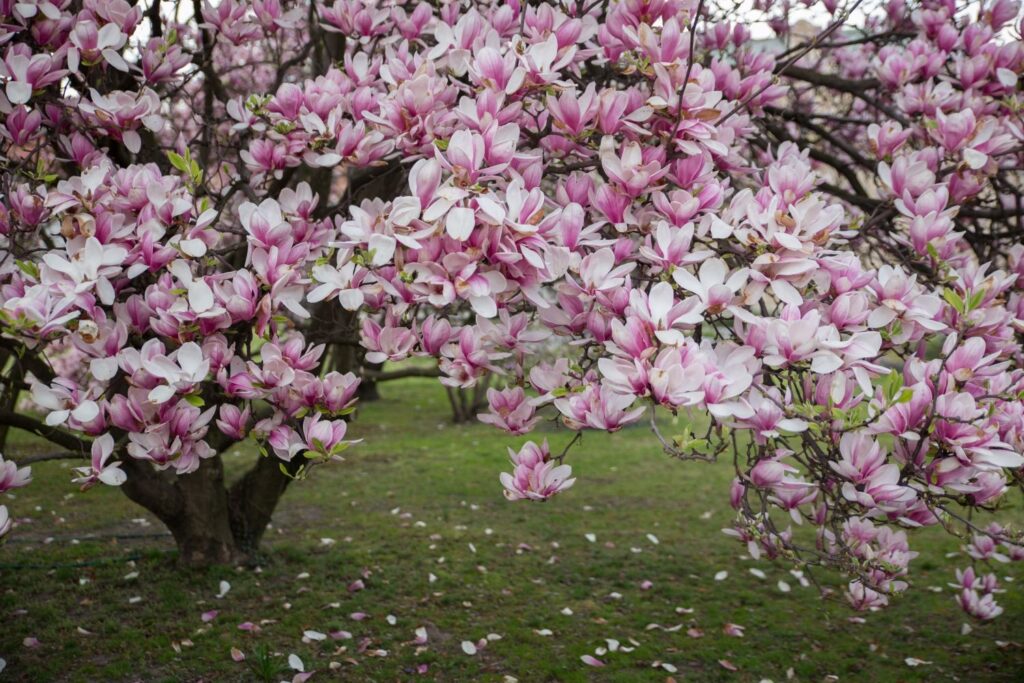 Magnolien: Baum Oder Strauch? Vielfalt Und Pflege | Floristik Haenni