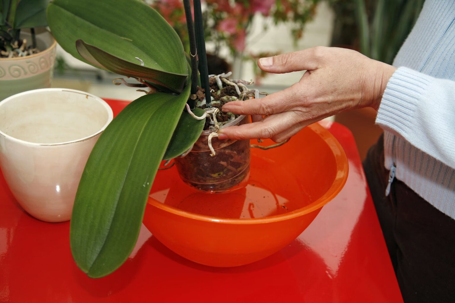 Wie Oft Orchideen Tauchen