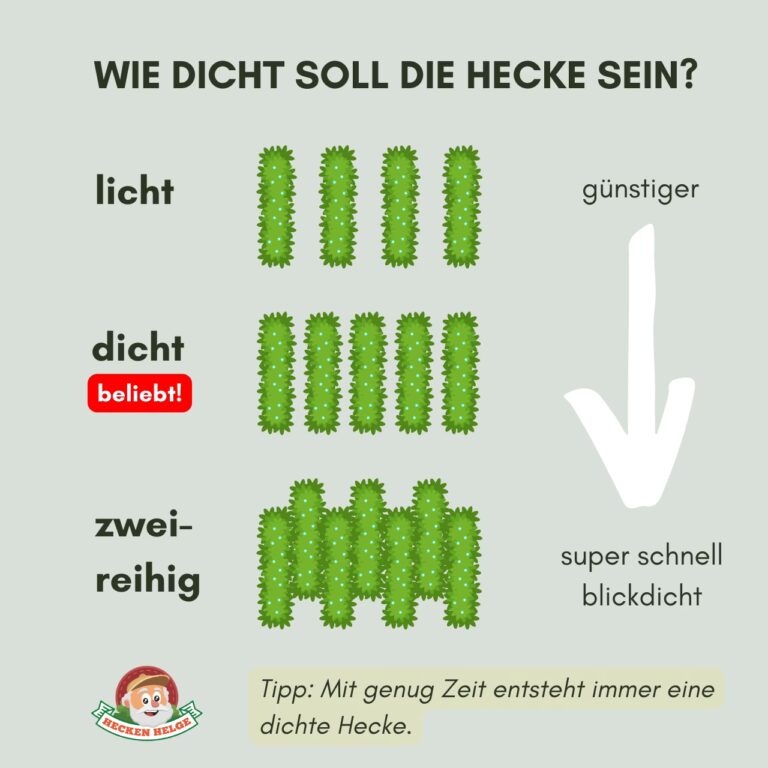 Glanzmispel Red Robin: Pflanzabstand Und Pflege-Tipps | Floristik Haenni