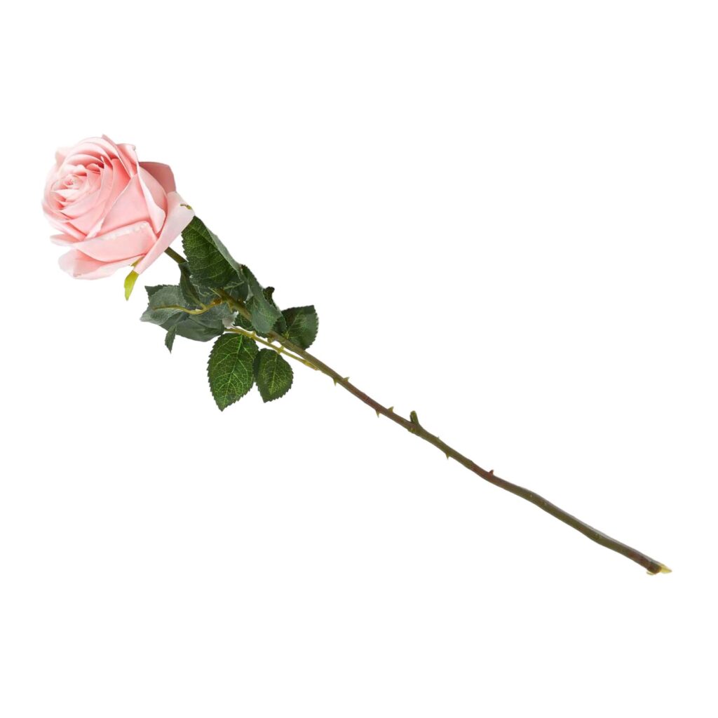 Langstielige Rosen: Sorten & Anbau-Tipps | Floristik Haenni