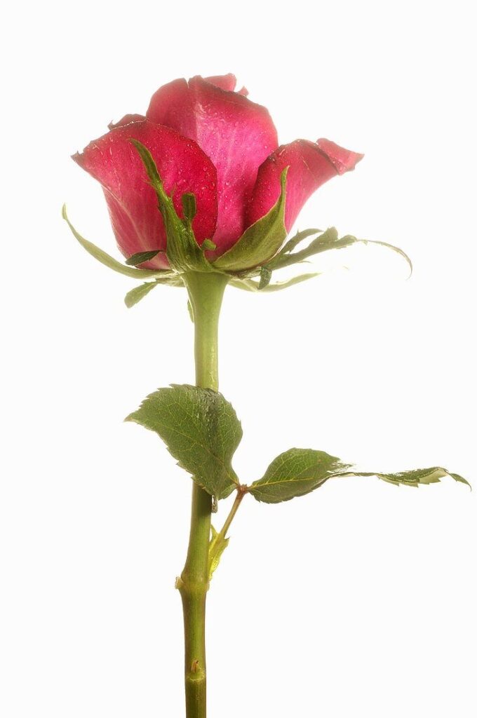 Langstielige Rosen: Sorten & Anbau-Tipps | Floristik Haenni