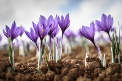 Safran Ernten: Anleitung Und Wissenswertes | Floristik Haenni