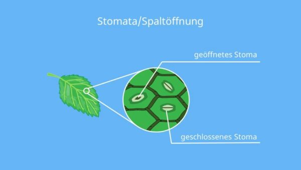 Stroma Einfach Erklärt: Das Kraftzentrum Der Pflanzenzelle | Floristik ...