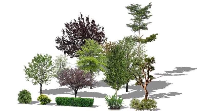 Bäume Und Pflanzen In SketchUp Einfügen: So Geht's | Floristik Haenni