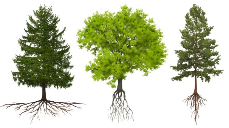 Nadelbaum Oder Laubbaum? So Erkennen Sie Den Unterschied | Floristik Haenni