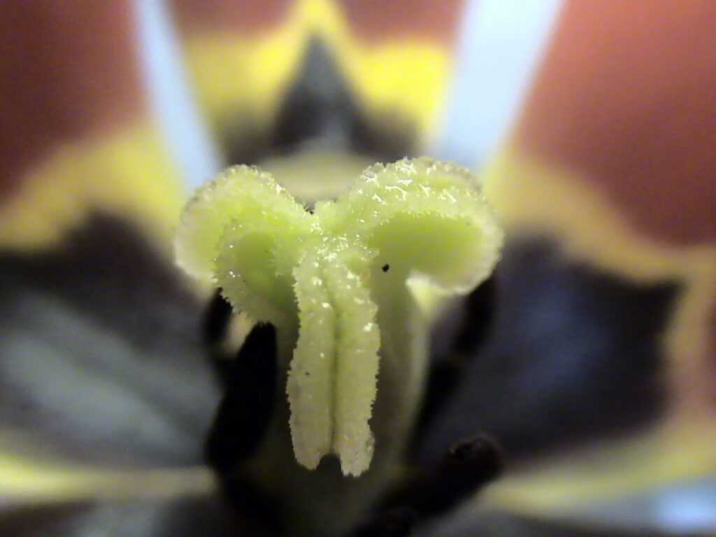 Die Weibliche Rolle Der Blüte: Der Stempel | Floristik Haenni
