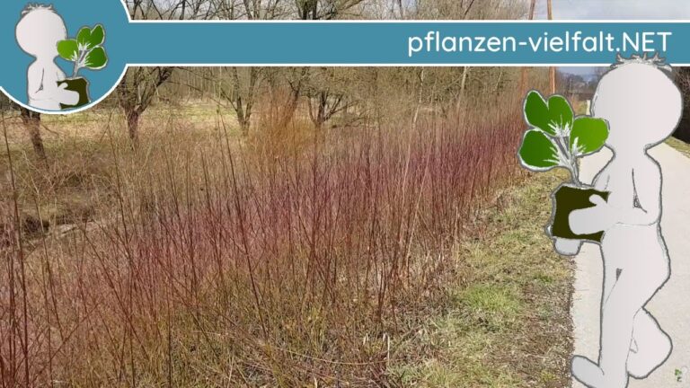 Stockausschlag Bei Bäumen: Ein Phänomen Der Natur | Floristik Haenni