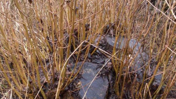 Stockausschlag Bei Bäumen: Ein Phänomen Der Natur | Floristik Haenni