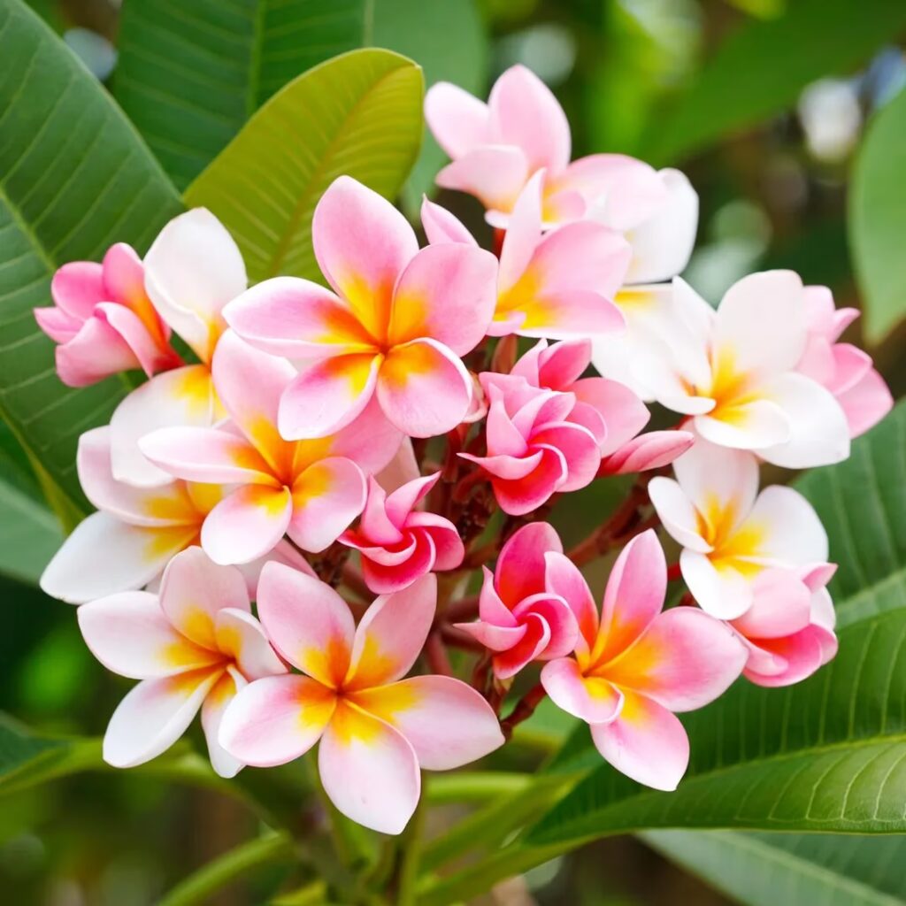Thailands Blütenpracht: Beliebte Blumen Und Ihre Bedeutung | Floristik ...