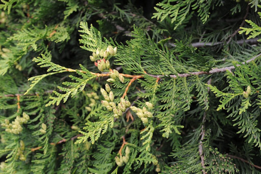 Faszinierend Sind Thuja Giftig Ebenbild