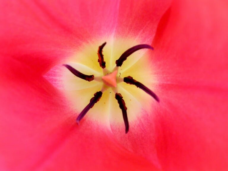 Das Innere Der Tulpe: Farbenpracht Und Geheimnisse | Floristik Haenni