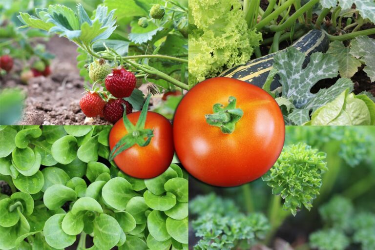 Tomaten Und Erdbeeren Zusammen Pflanzen
