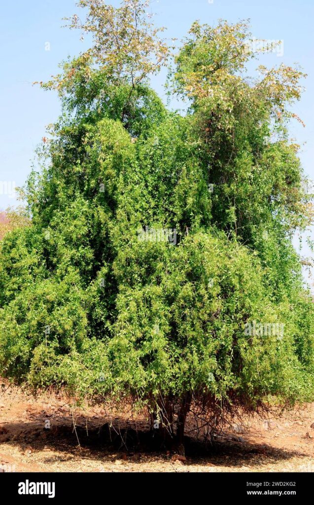 Wie Groß Wird Ein Senfbaum Wirklich? | Floristik Haenni