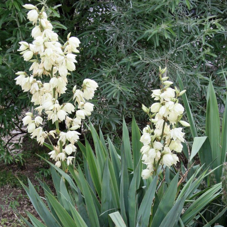 Yucca-Palme Im Garten Pflegen: Tipps & Tricks | Floristik Haenni